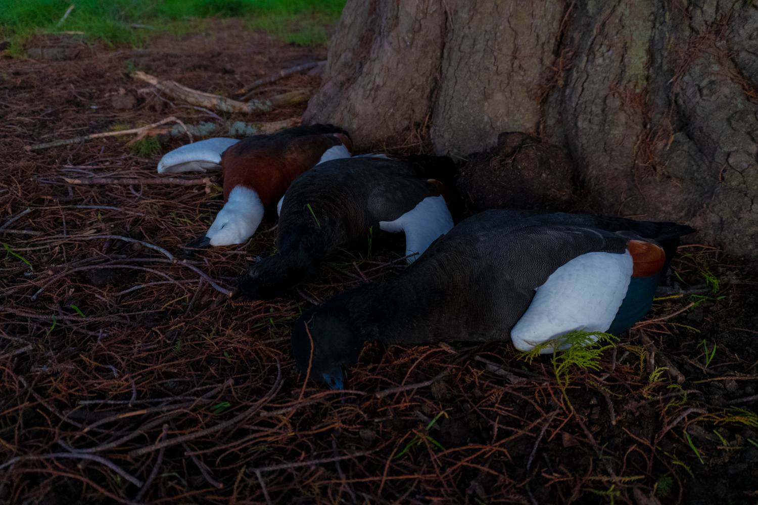 Paradise Duck Hunt || Pimp My Rifle - Bush Bloke - THE EMPIRE